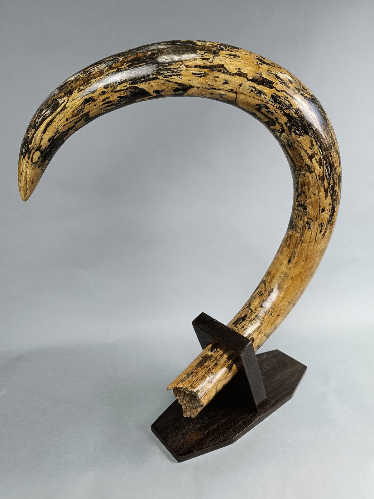 Huge Blue Mammoth Tusk For Sale - Alaska, 119 lbs. - Rare Vivianite ...