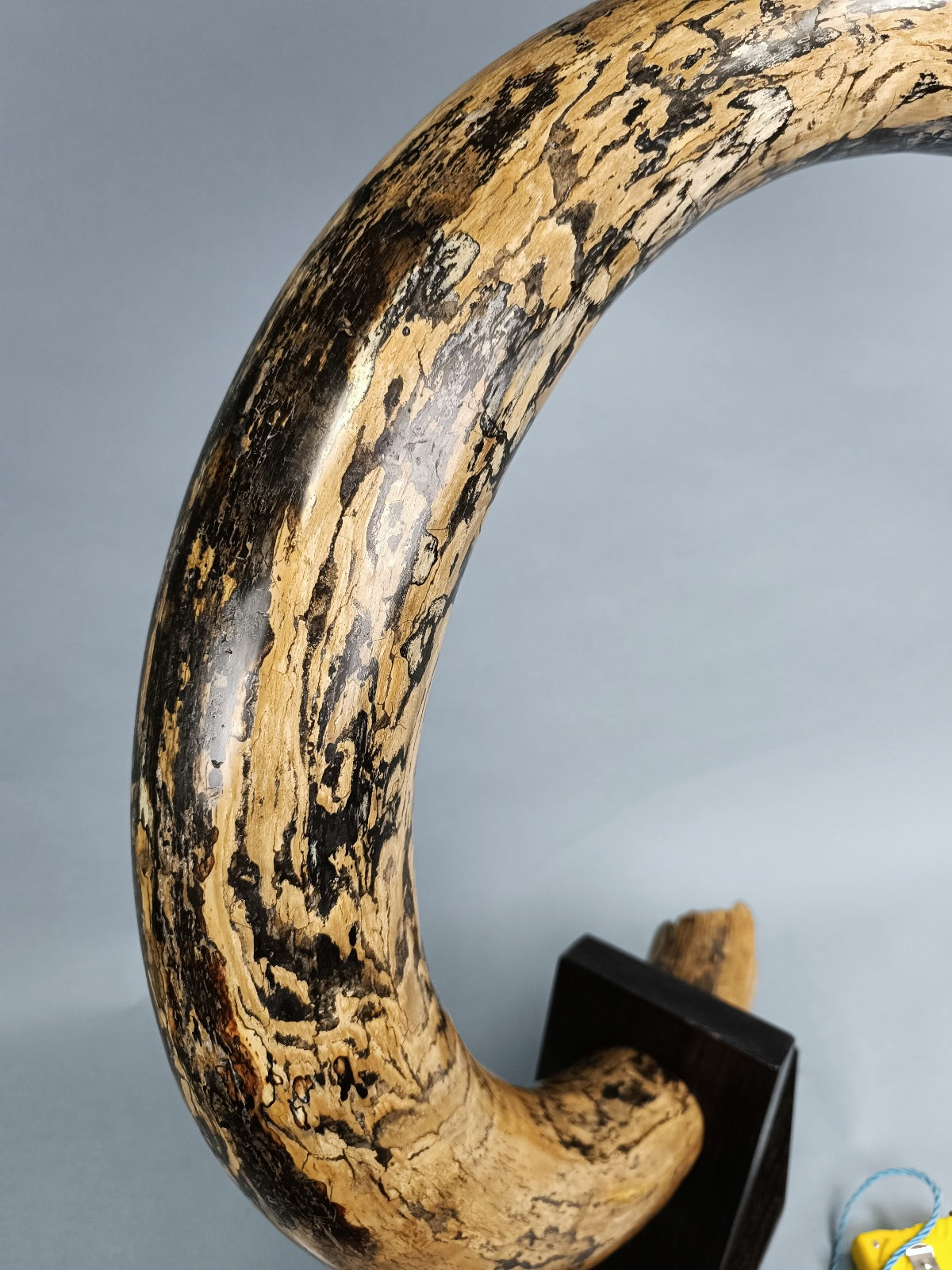 Mammoth Tusks for Sale – Fossil Realm