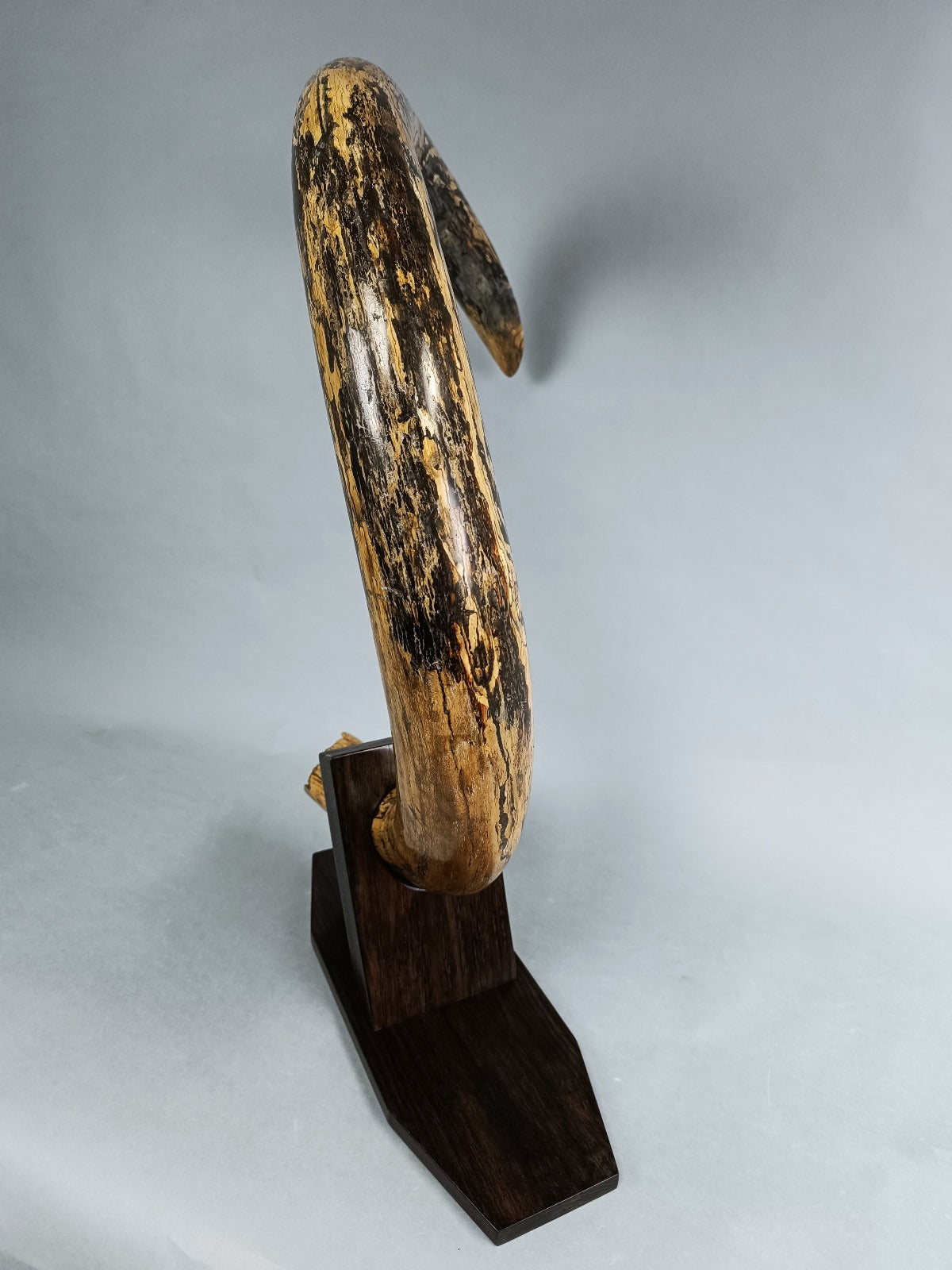 Mammoth Tusks for Sale – Fossil Realm