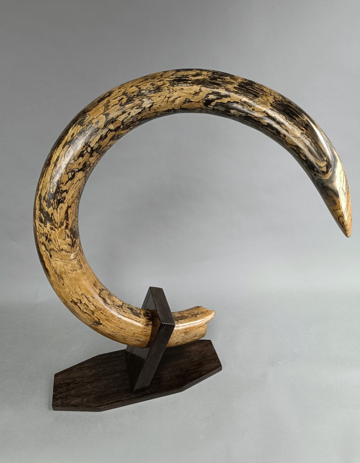 Mammoth Tusks for Sale – Fossil Realm