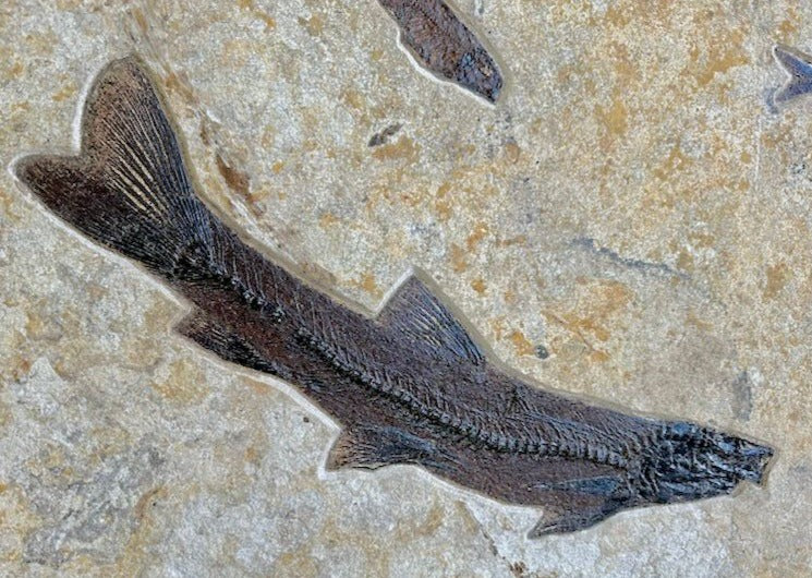 Fish Fossils for Sale: Beautiful Specimens | Fossil Realm