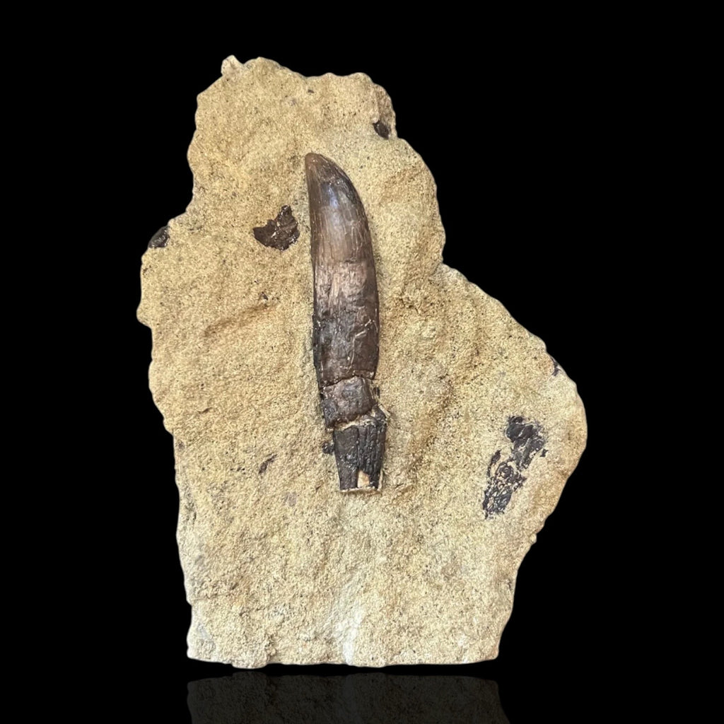 Large T. rex Tooth for Sale - 4.27 inches – Fossil Realm
