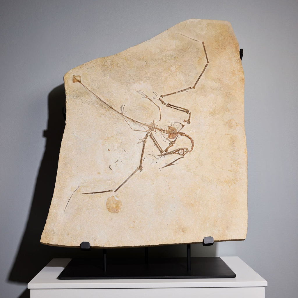Pterosaur Skeleton, Solnhofen Limestone – Fossil Realm