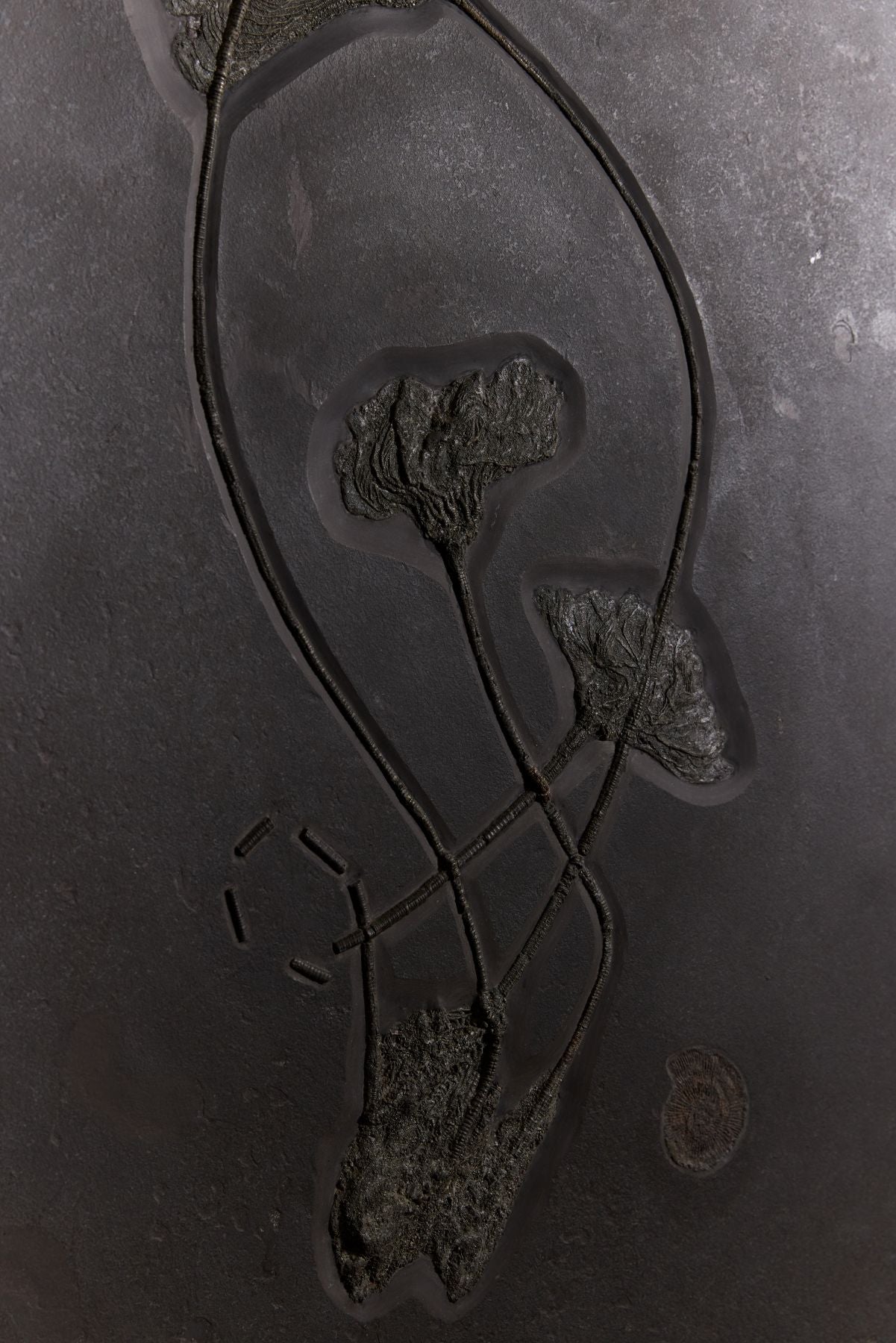 Curated Fossil Collection | Rare Masterpieces from Earth's History ...