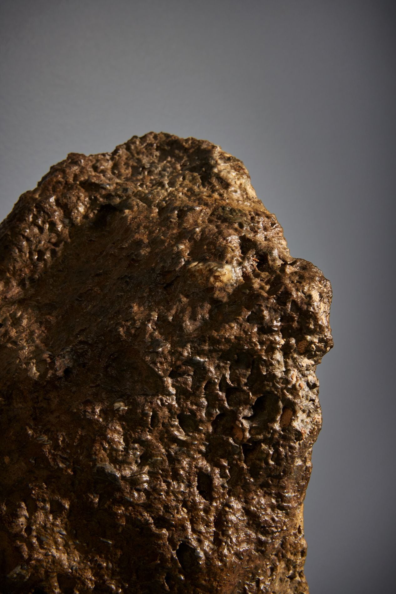 Fossil Realm: Buy Exquisite Fossils & Meteorites