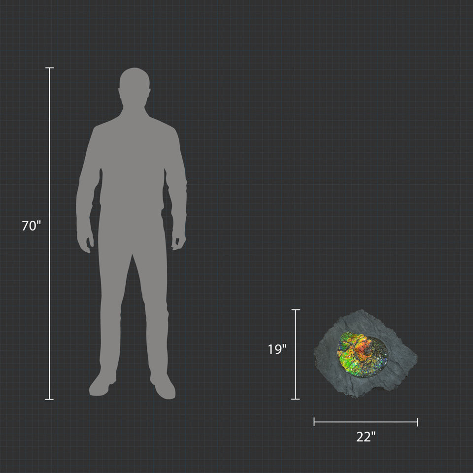 Curated Fossil Collection | Rare Masterpieces from Earth's History ...