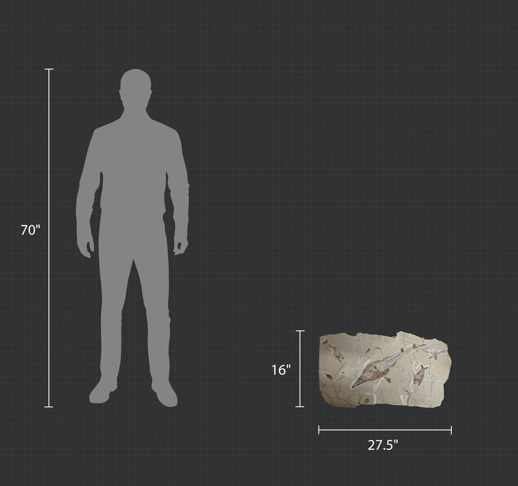 Fossil Realm: Buy Superb Fossils & Meteorites Online