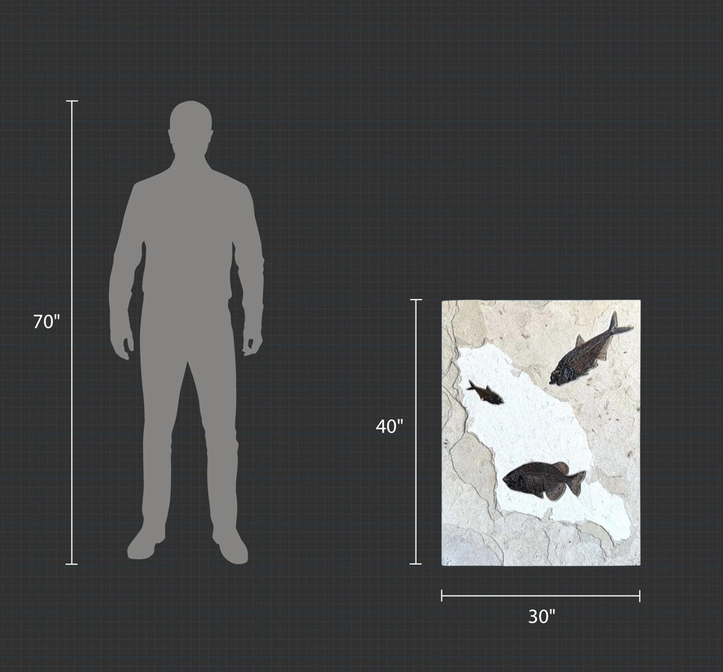 Fossil Gar Fish For Sale - Lepisosteus simplex - 28 Inches – Fossil Realm
