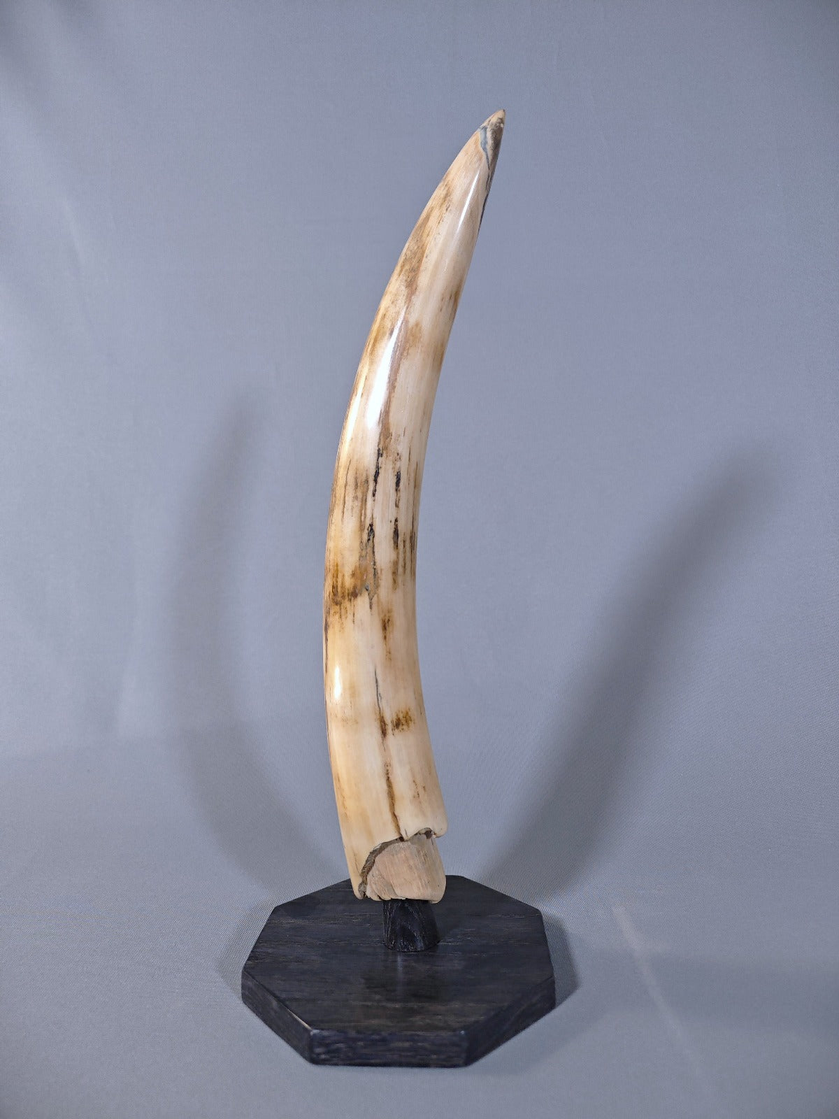 Woolly Mammoth Tusk for Sale - 69" – Fossil Realm