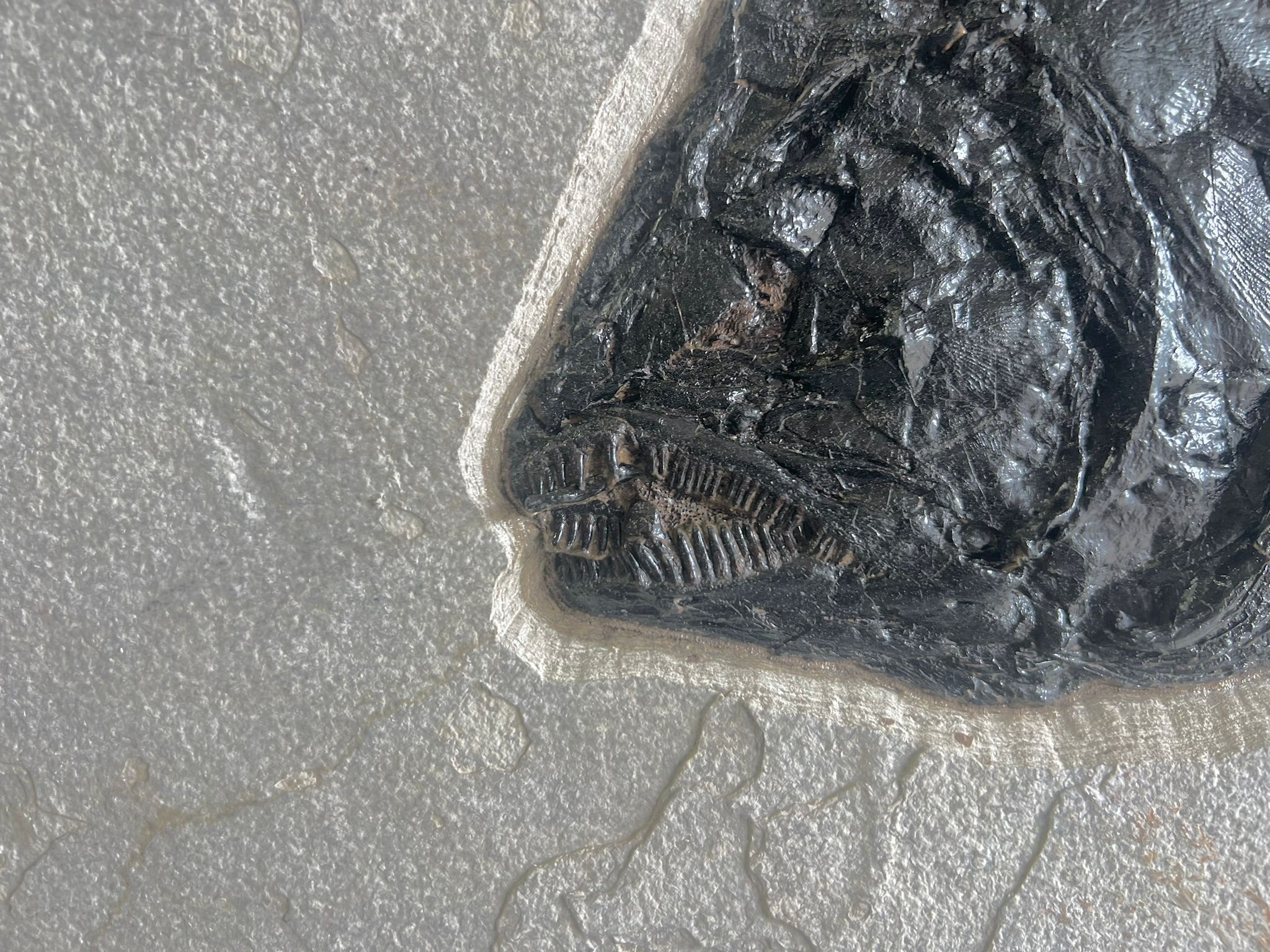Fossil Gar Fish For Sale - Lepisosteus simplex - 28 Inches – Fossil Realm
