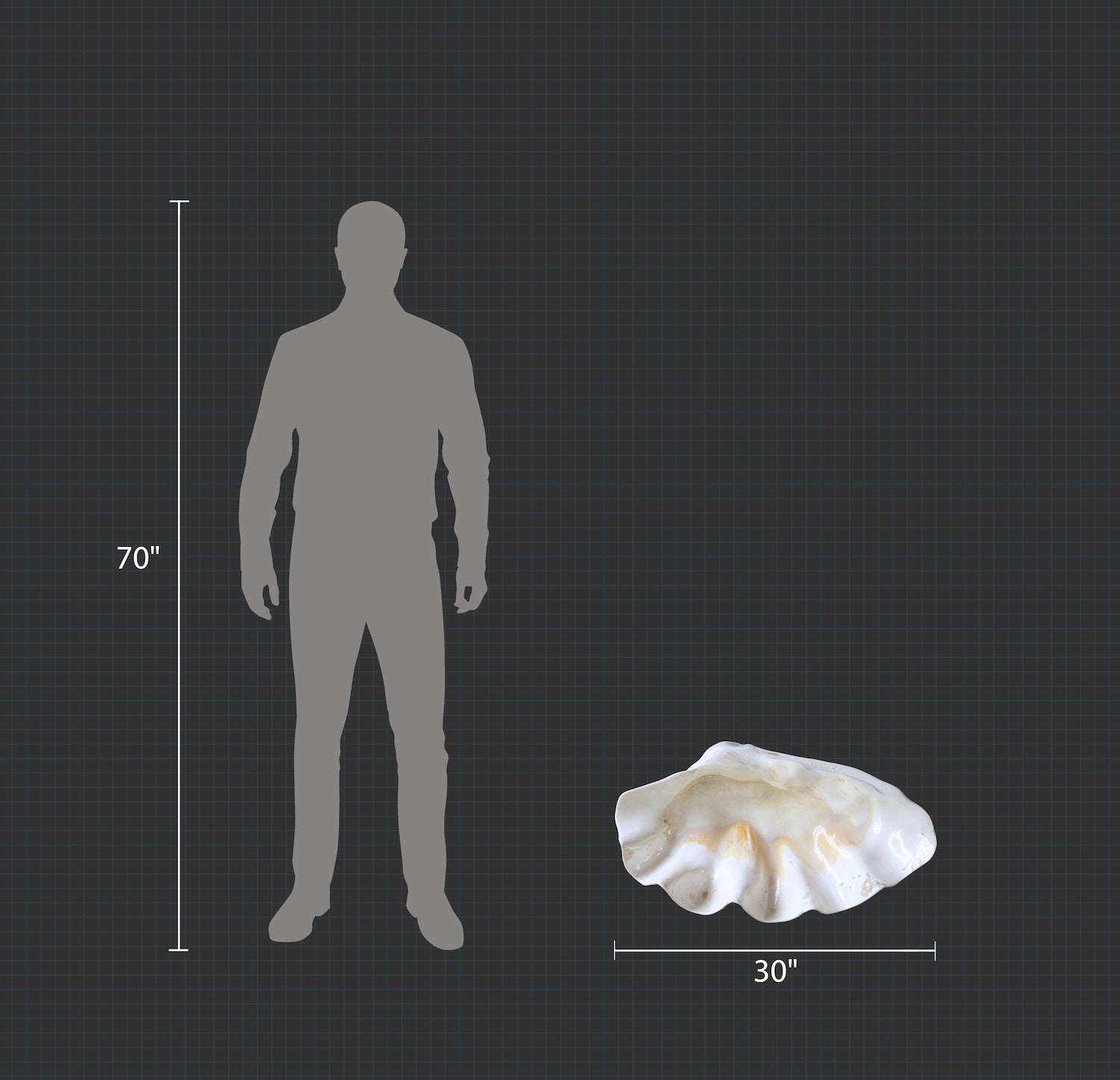 Giant Fossil Clamshells For Sale - Tridacna gigantea – Fossil Realm