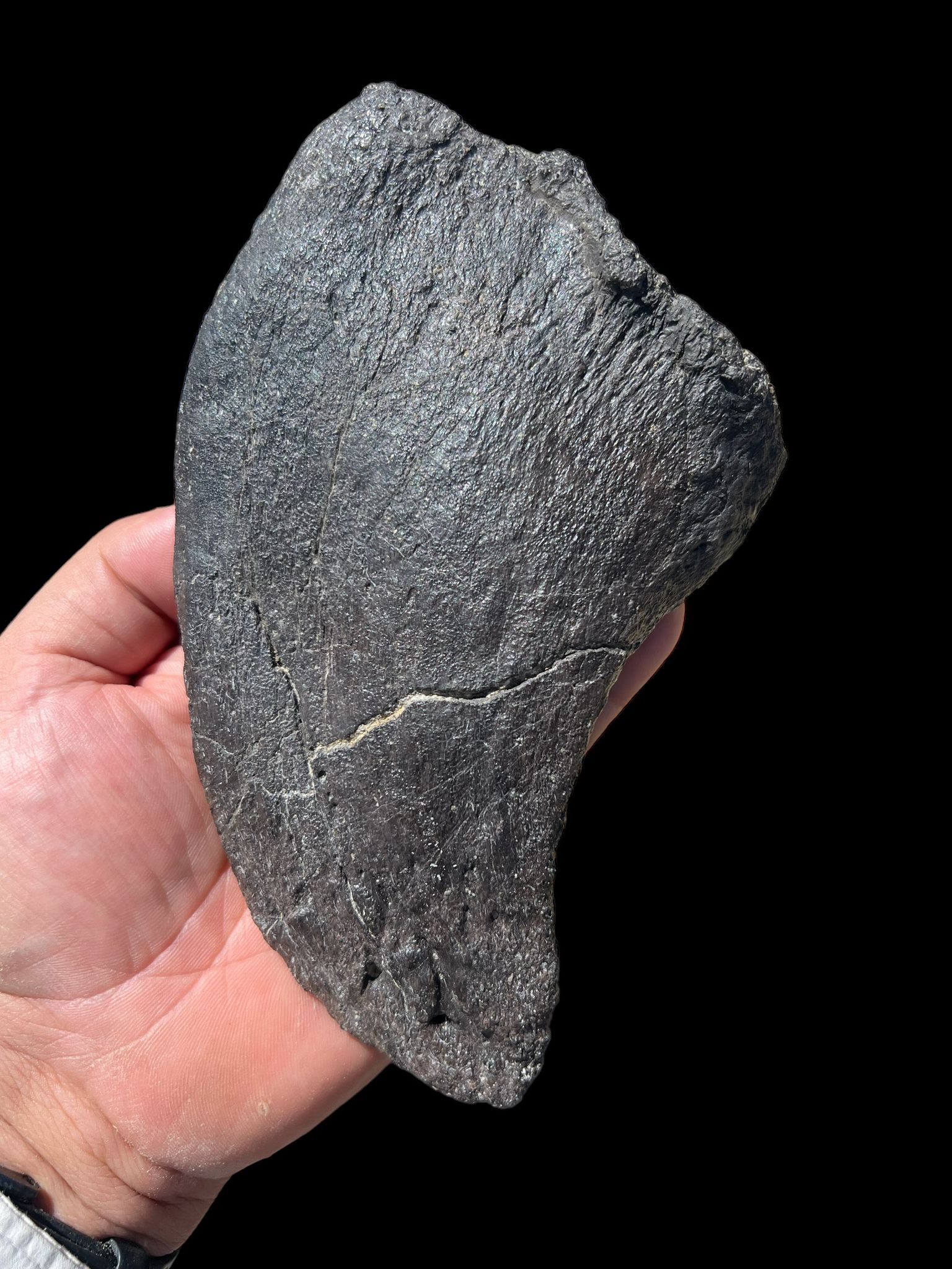 Fossil Realm: Buy Superb Fossils & Meteorites Online