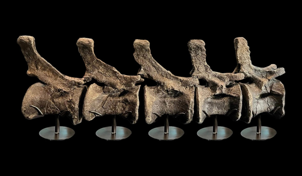 Sauropod Tail Vertebrae for Sale - Set of 5 – Fossil Realm