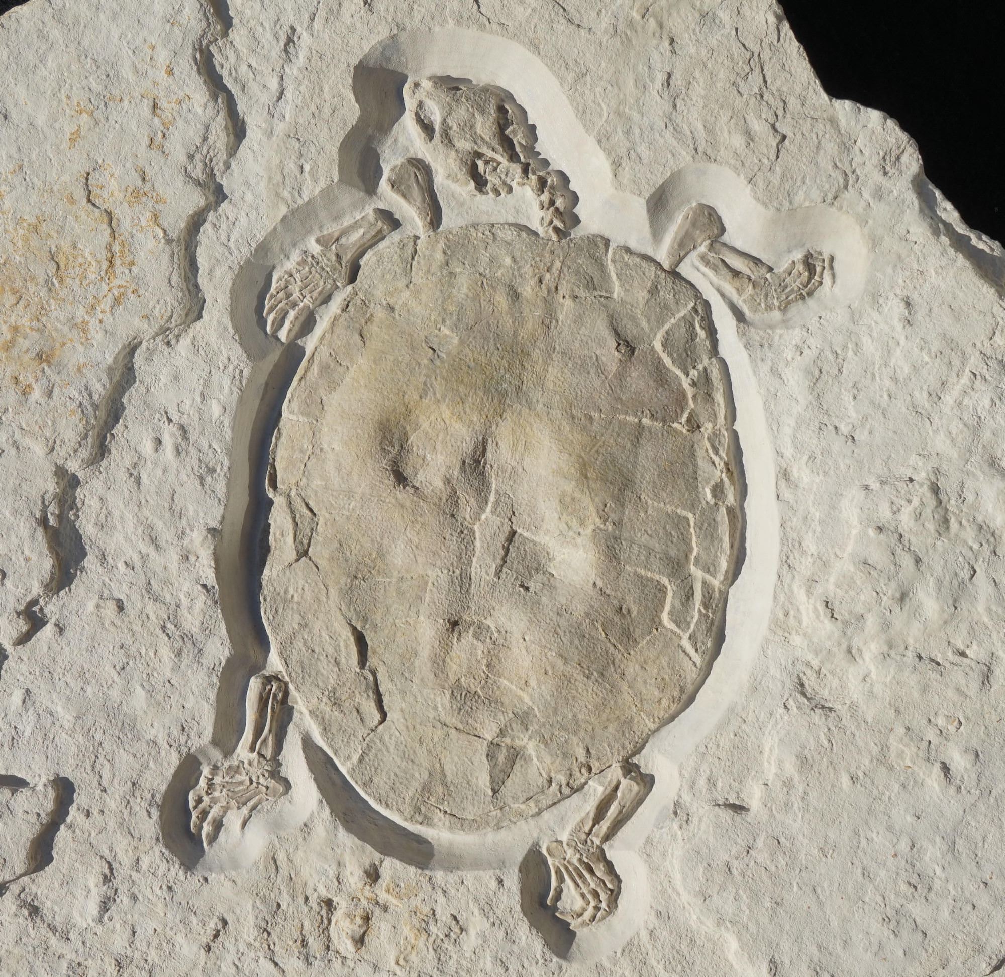Fossil Turtle for Sale, Eurysternum from Solnhofen – Fossil Realm