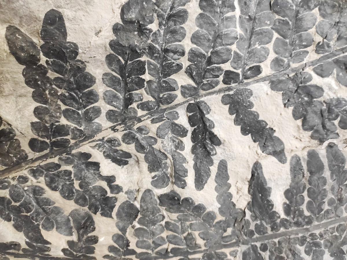 Large Fossil Fern For Sale, 37 inches – Fossil Realm