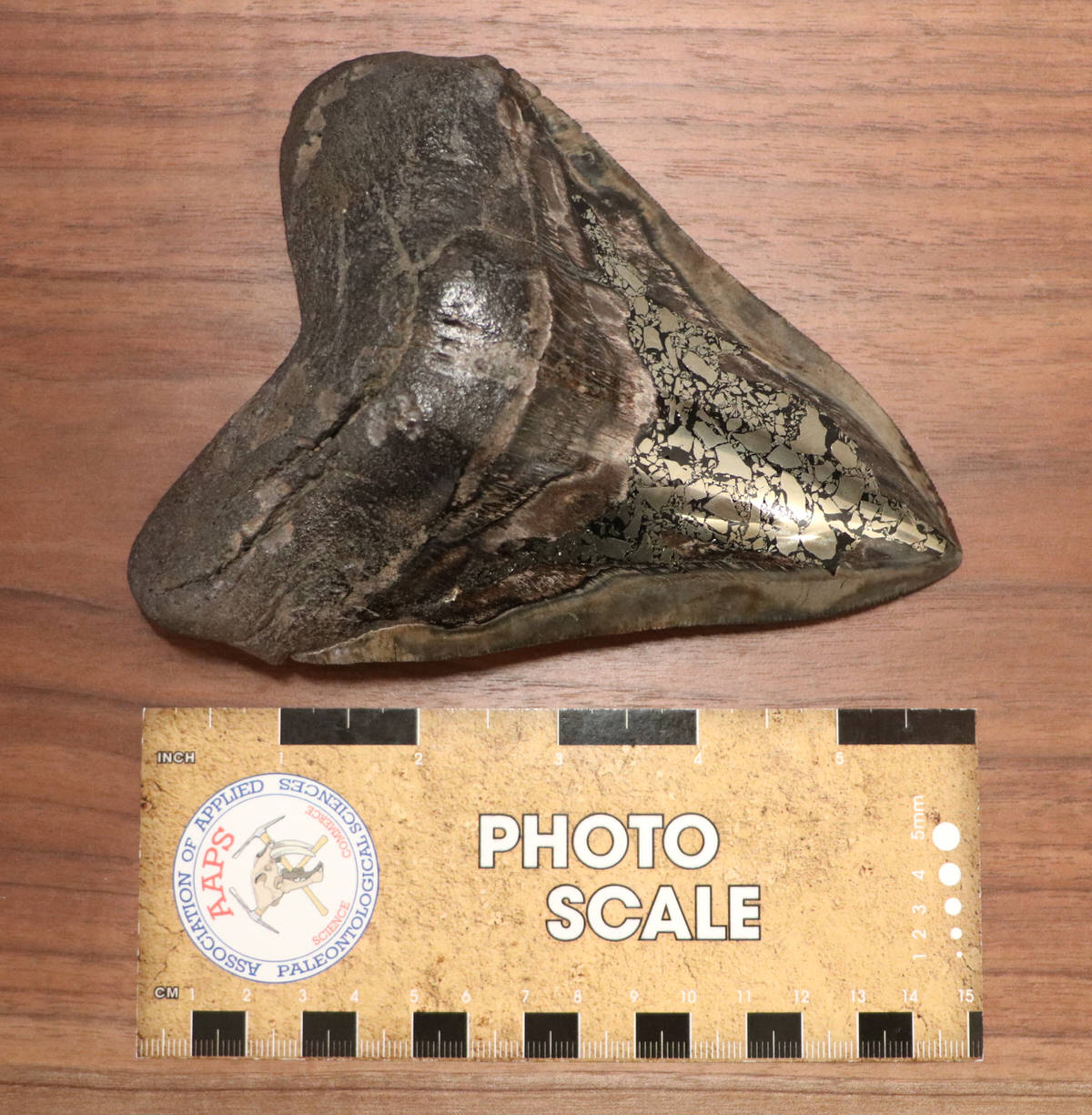 5.82" Megalodon Tooth with Pyrite Inlay – Fossil Realm