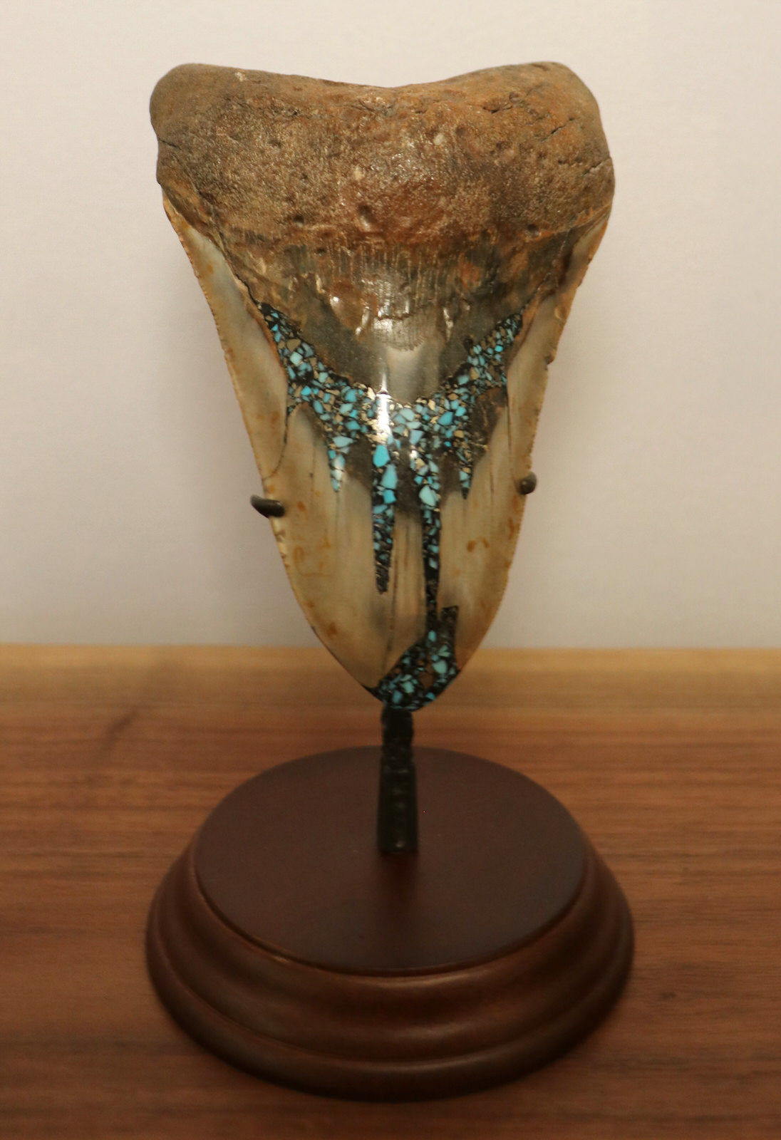 Megalodon Tooth with Pyrite and Turquoise - 5.58 inches – Fossil Realm