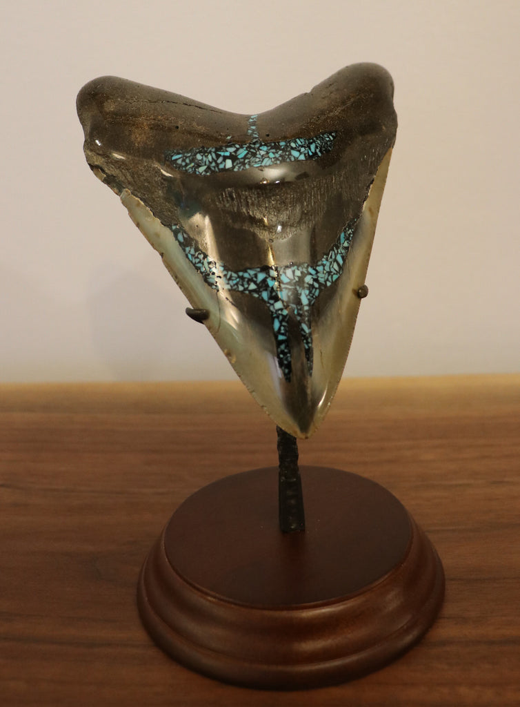 Megalodon Tooth with Pyrite and Turquoise - 5.43 inches – Fossil Realm