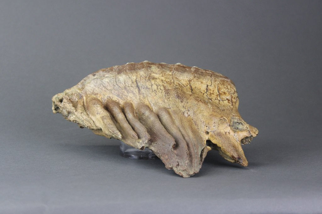Gomphothere Molar For Sale – Fossil Realm
