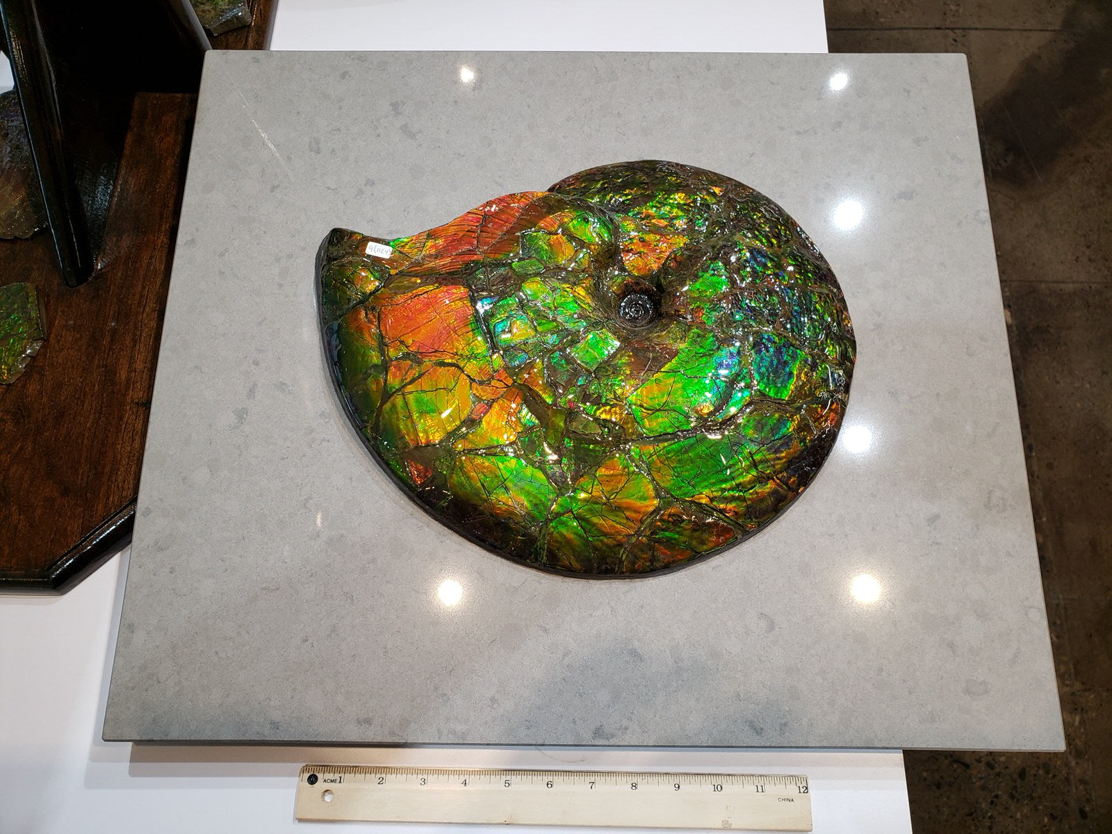 Iridescent Ammonite (Ammolite) in Grey Quartz Rock – Fossil Realm