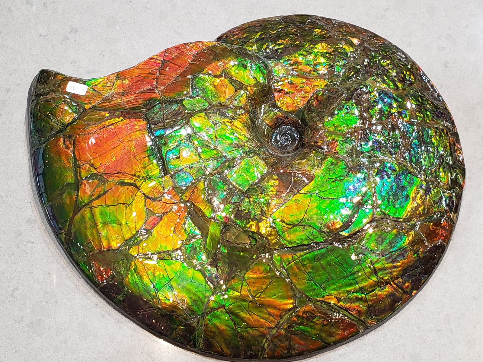 Iridescent Ammonite (Ammolite) in Grey Quartz Rock – Fossil Realm