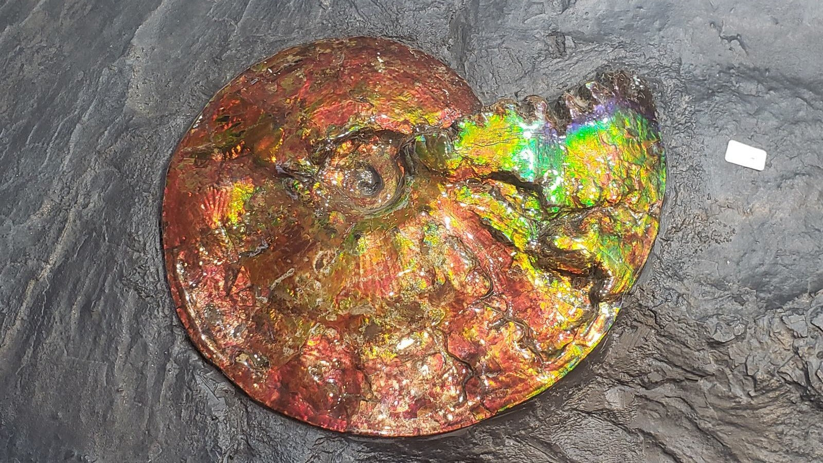 Iridescent Ammonite (8