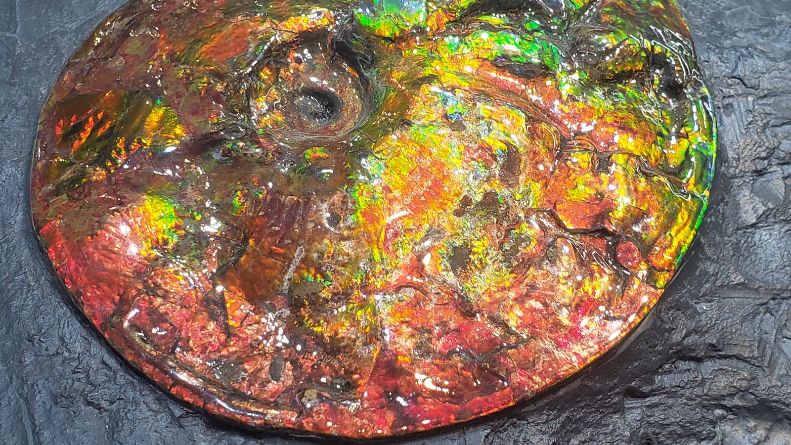 Iridescent Ammonite (8