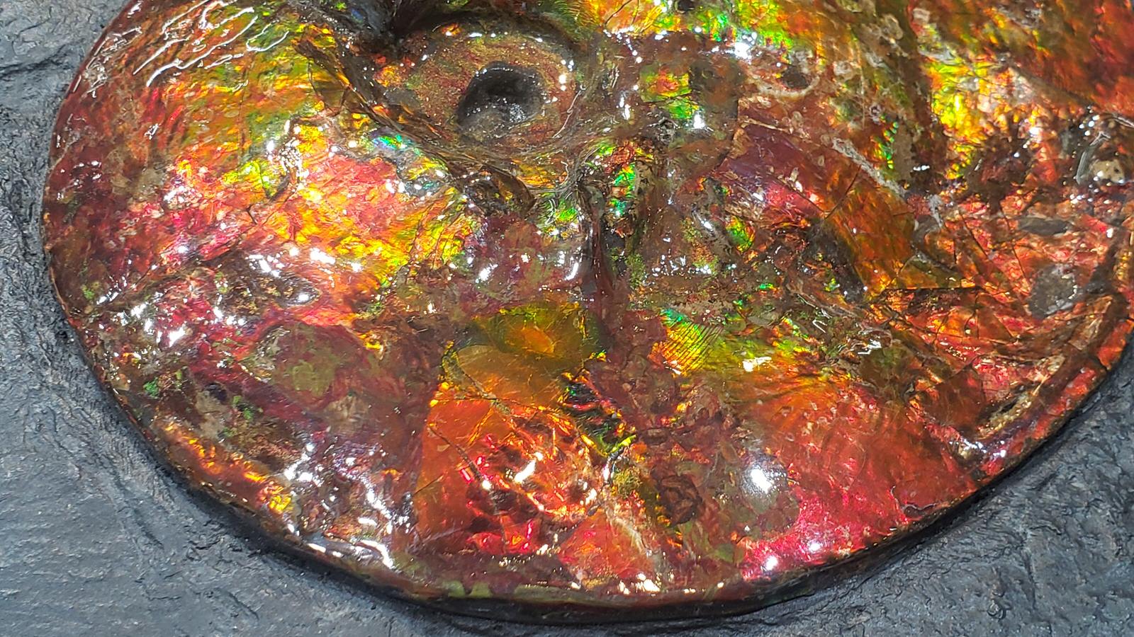 Iridescent Ammonite (8
