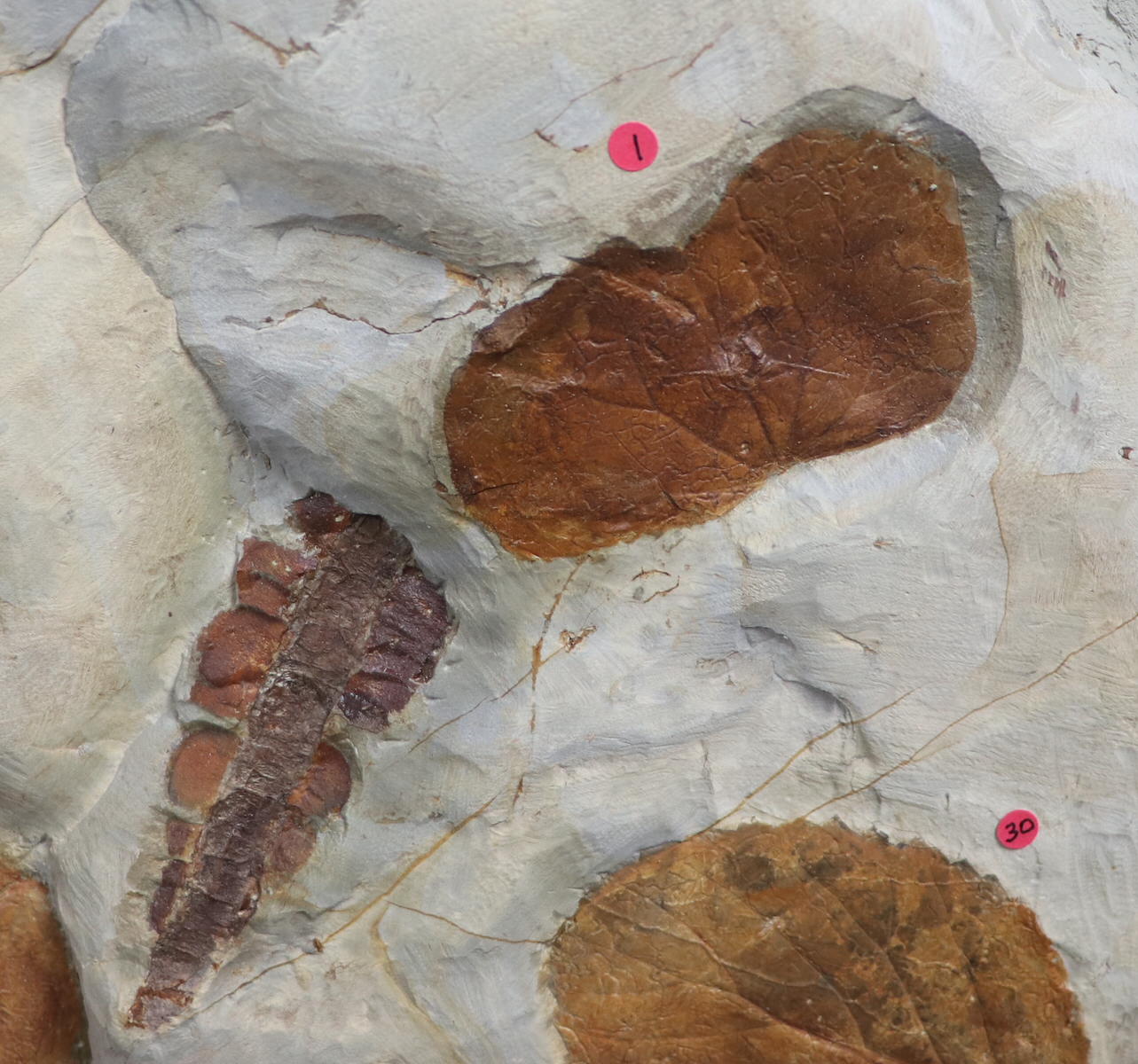 Large Fossil Fern For Sale, 37 inches – Fossil Realm