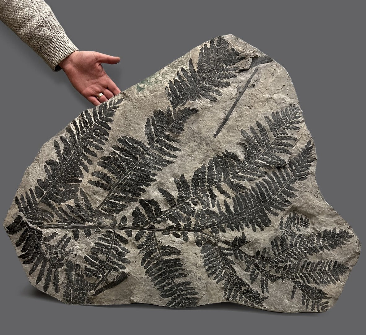 Early Conifer from New Mexico - 19 inches – Fossil Realm