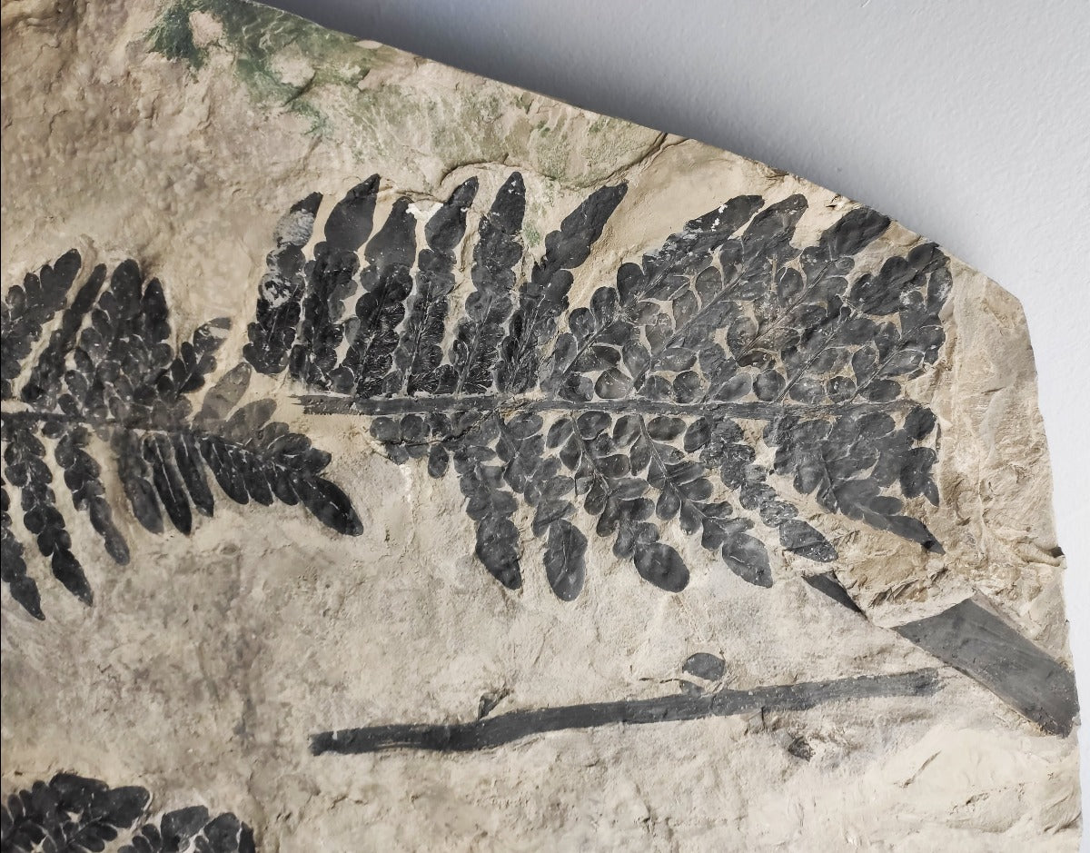 Plant Fossils for Sale - Palms, Ferns and More – Fossil Realm
