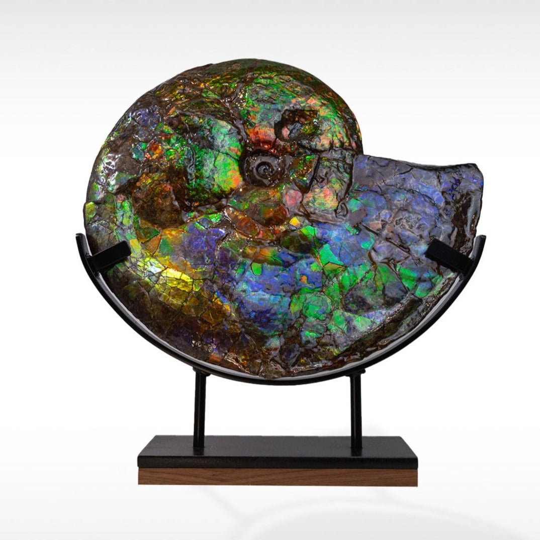 Fossils For Sale | World Class Specimens – Fossil Realm