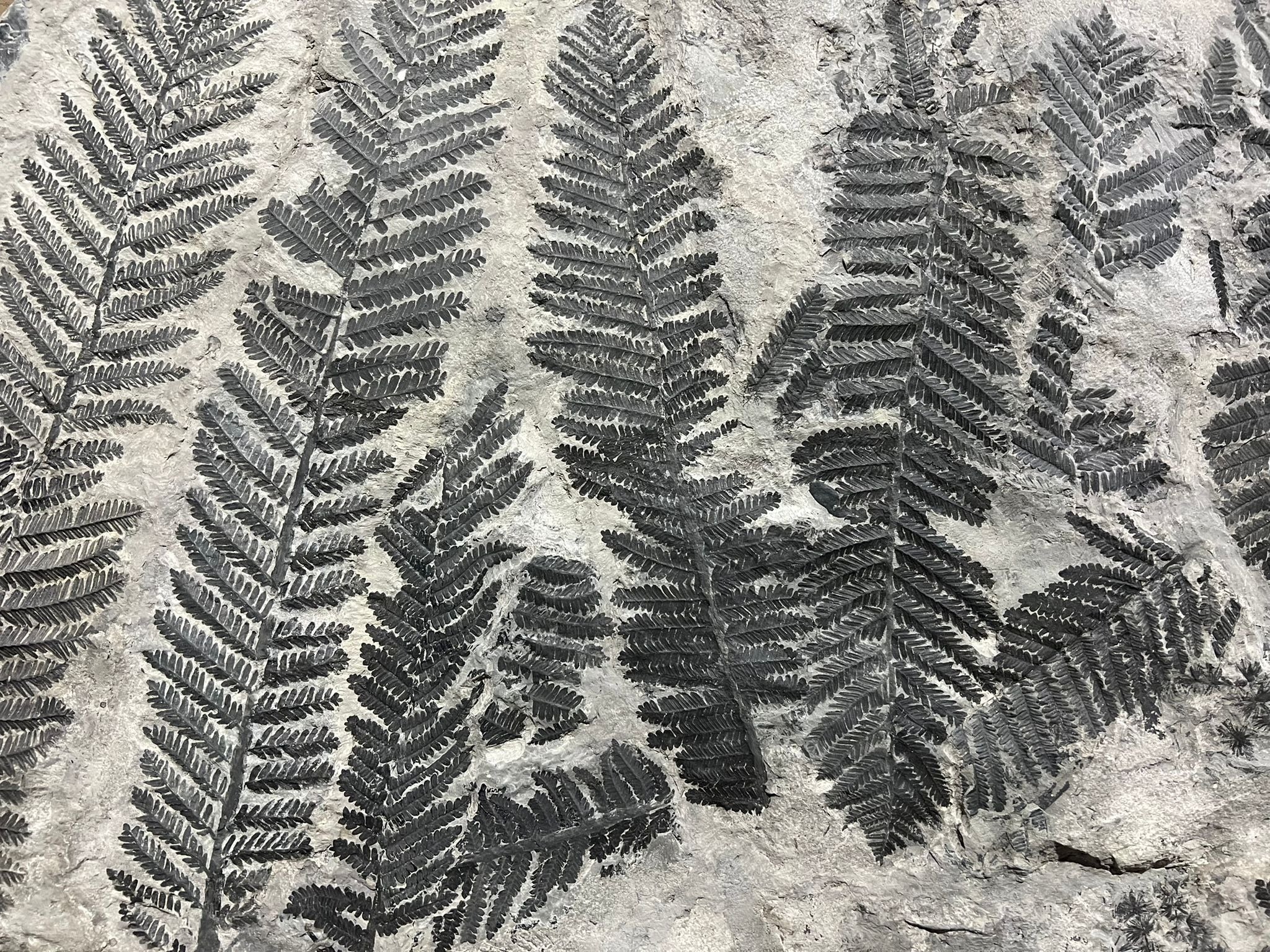 Large Fossil Fern For Sale, 37 inches – Fossil Realm