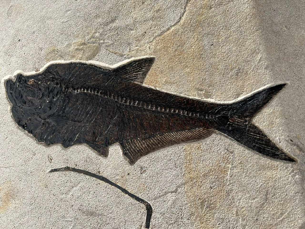 Fossil Green River Fish Mural - Triptych - 72 x 39 inches – Fossil Realm