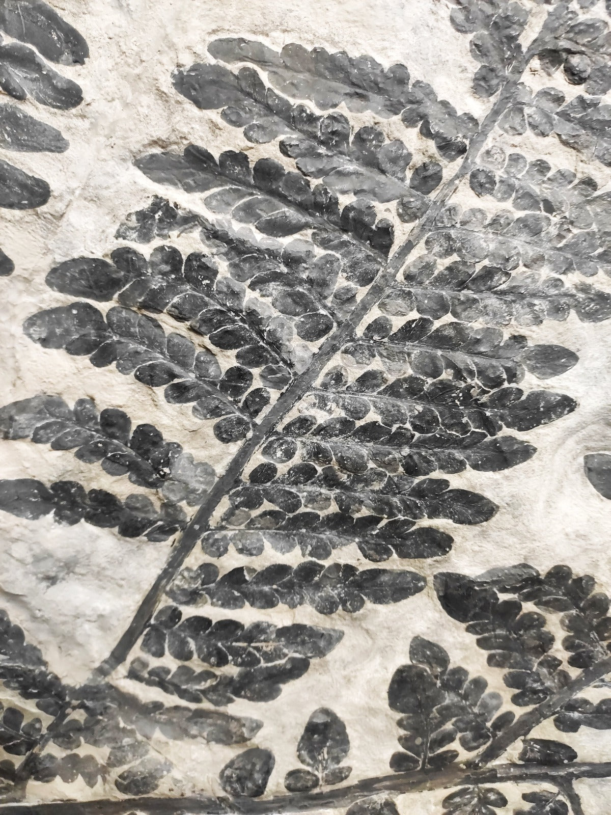Large Fossil Fern For Sale, 37 inches – Fossil Realm
