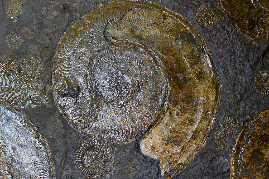 Ammonites for Sale: Superior Ammolite and More | Fossil Realm