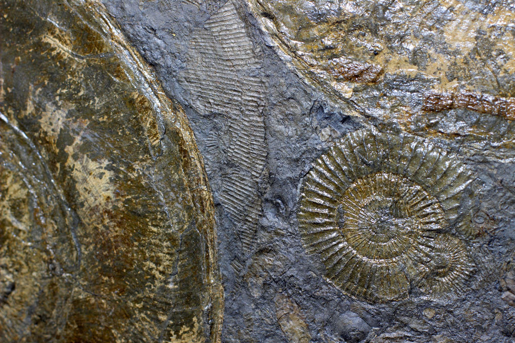 Ammonites for Sale: Superior Ammolite and More | Fossil Realm