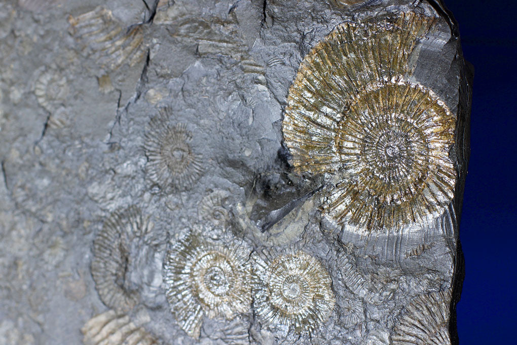 Ammonites for Sale: Superior Ammolite and More | Fossil Realm