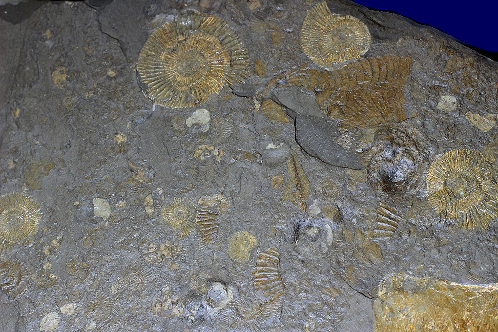 Ammonites for Sale: Superior Ammolite and More | Fossil Realm