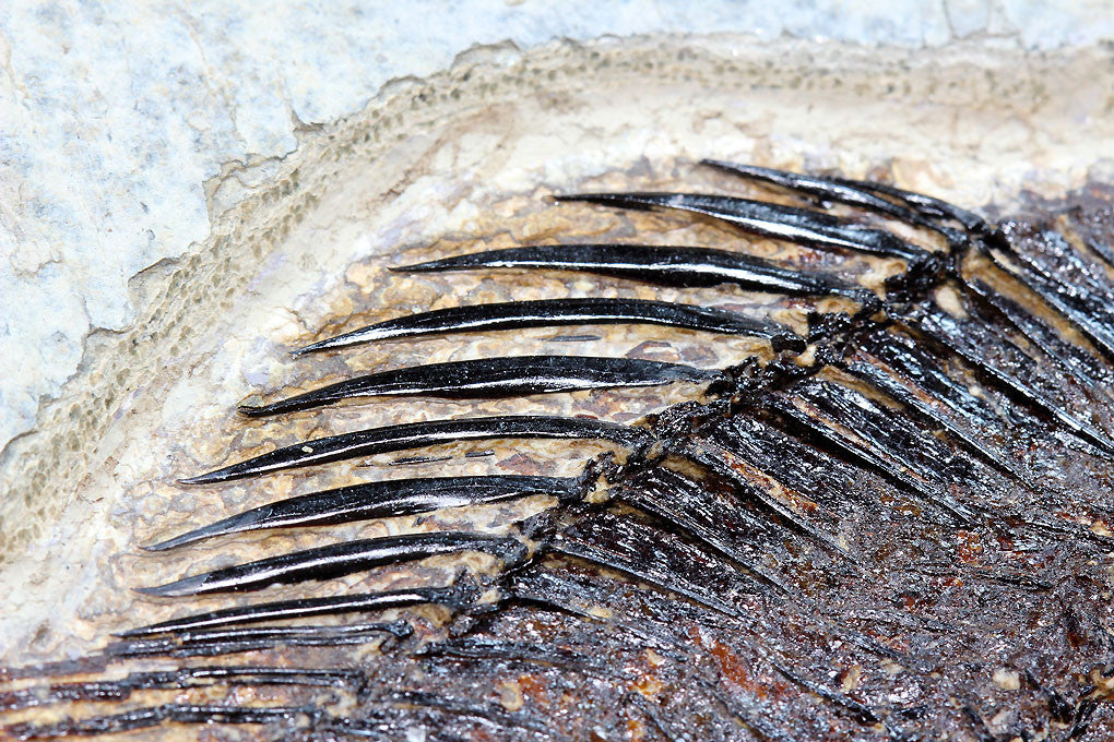 Huge Fossil Gar For Sale - Lepisosteus simplex - Rare – Fossil Realm