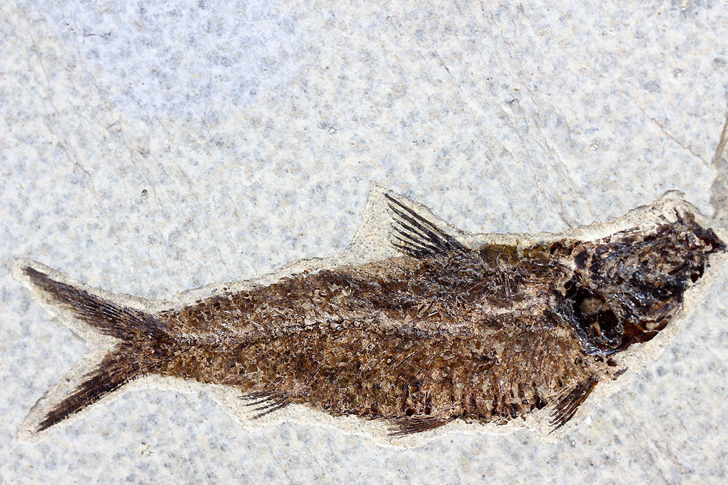 Huge Fossil Gar For Sale - Lepisosteus simplex - Rare – Fossil Realm