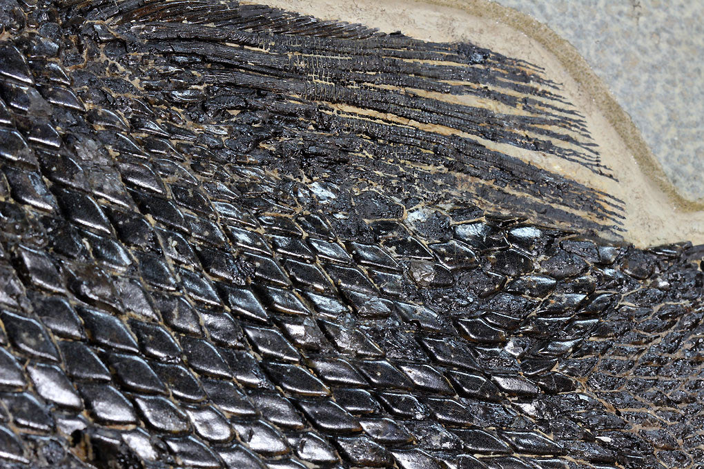 Huge Fossil Gar For Sale - Lepisosteus simplex - Rare – Fossil Realm