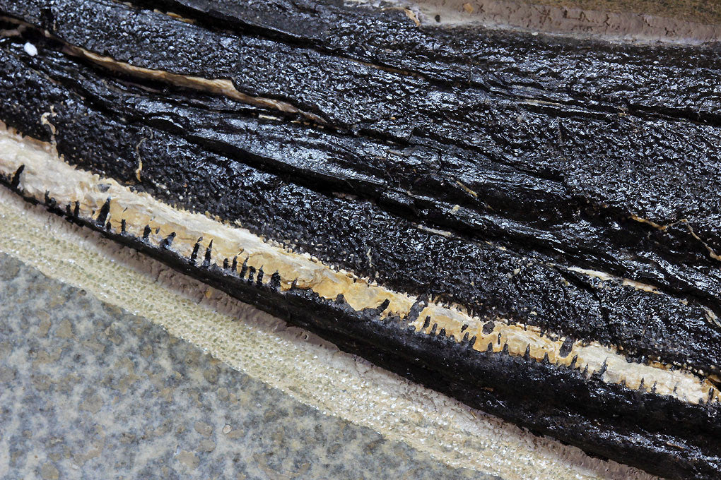 Huge Fossil Gar For Sale - Lepisosteus simplex - Rare – Fossil Realm