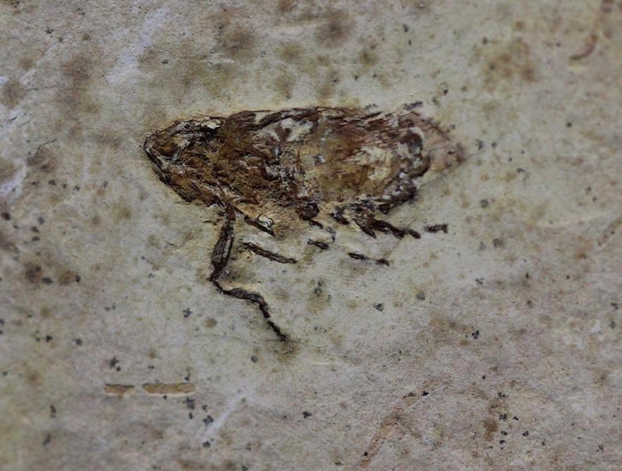 Fossil Cockroach - Crato Formation, Brazil – Fossil Realm