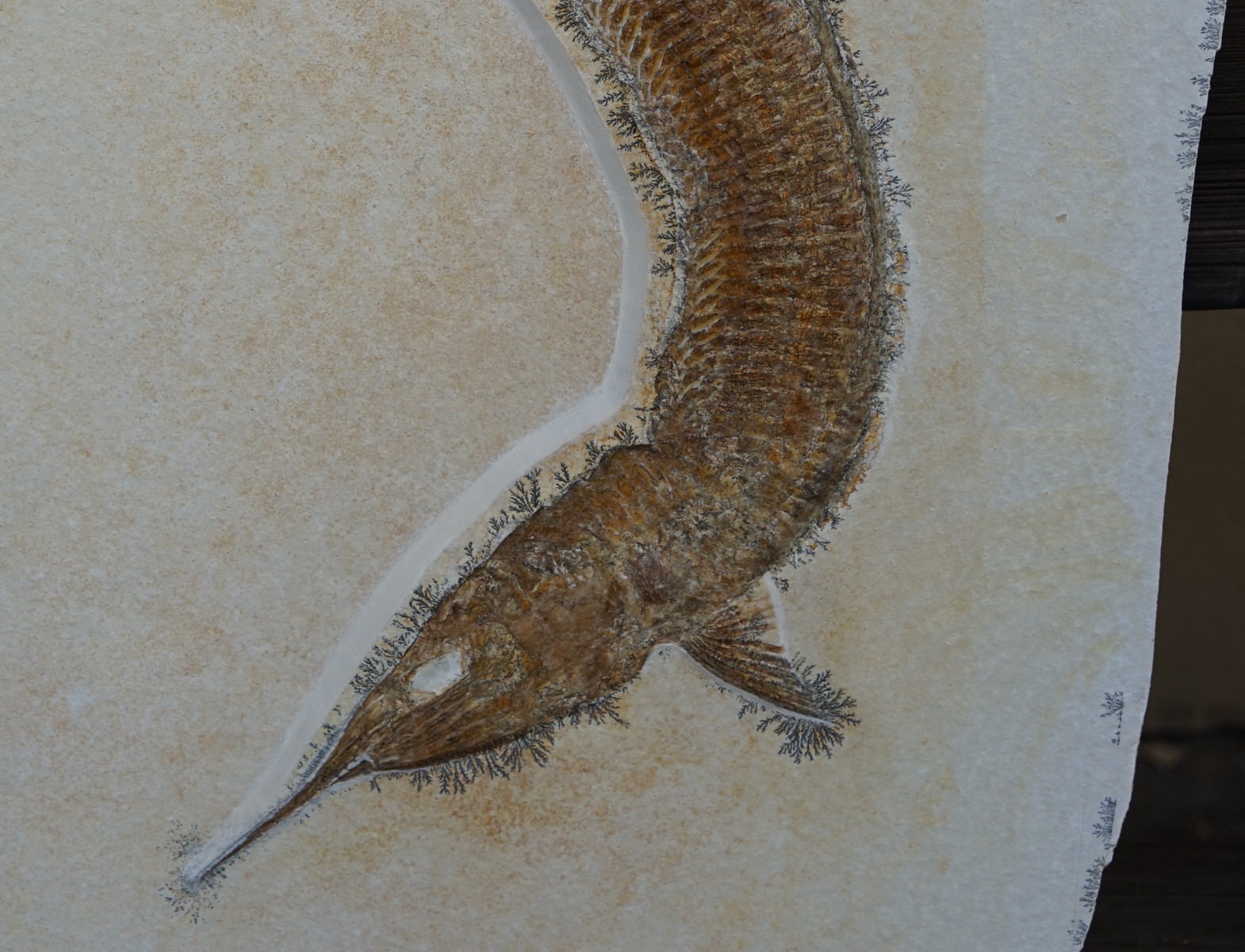 Fish Fossils for Sale: Beautiful Specimens | Fossil Realm