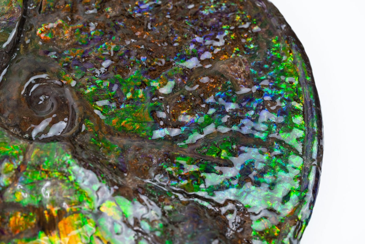 Ammonites for Sale: Superior Ammolite and More | Fossil Realm