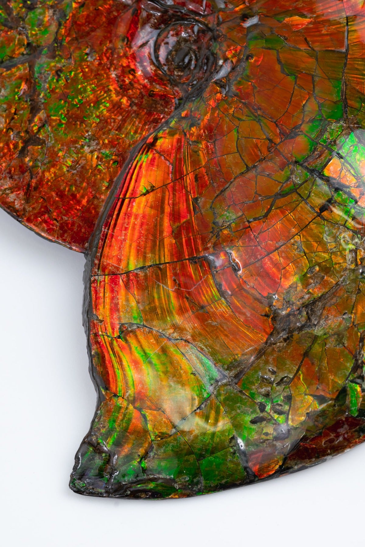 Ammonites for Sale: Superior Ammolite and More | Fossil Realm