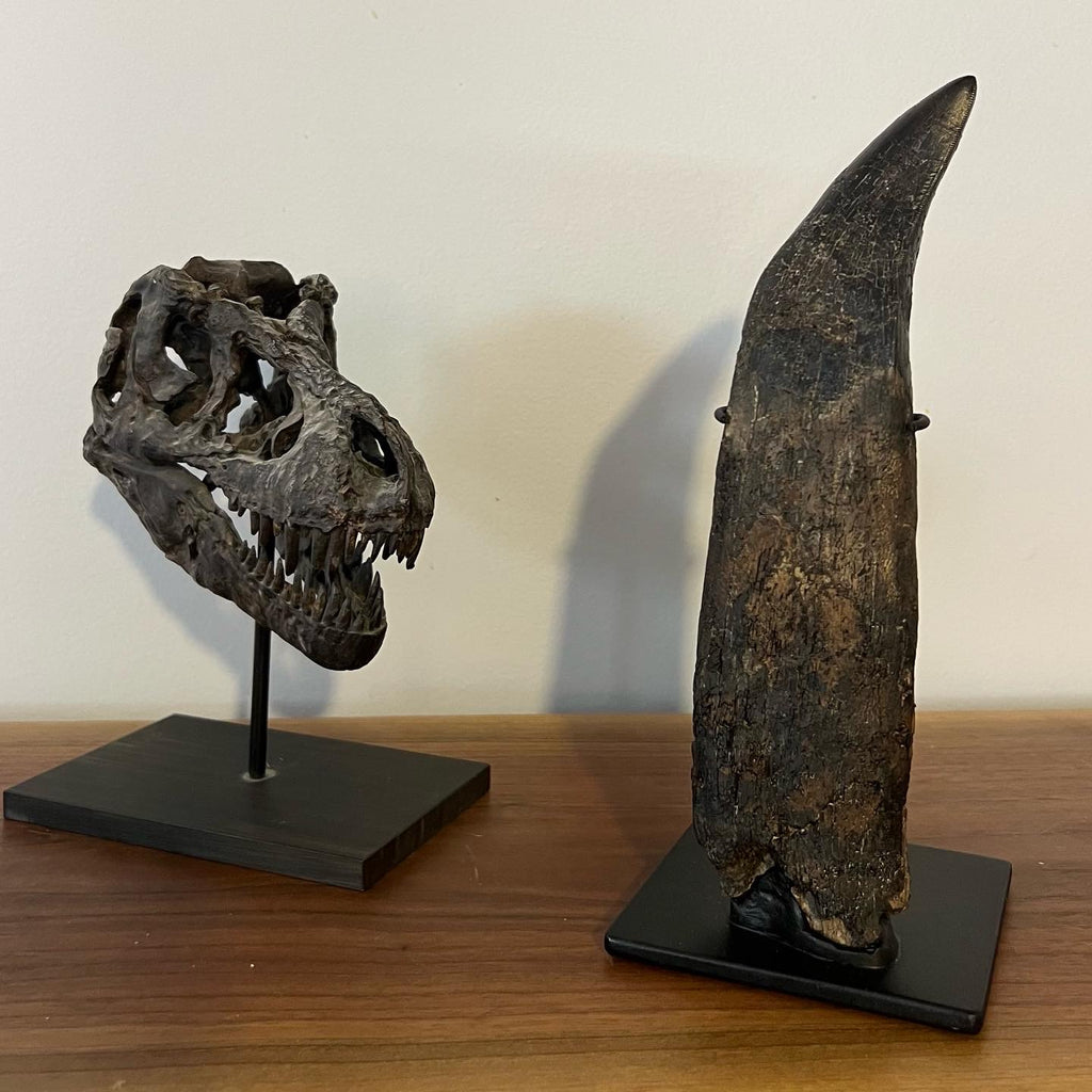 Complete Tyrannosaurus rex Tooth with Root for Sale – Fossil Realm