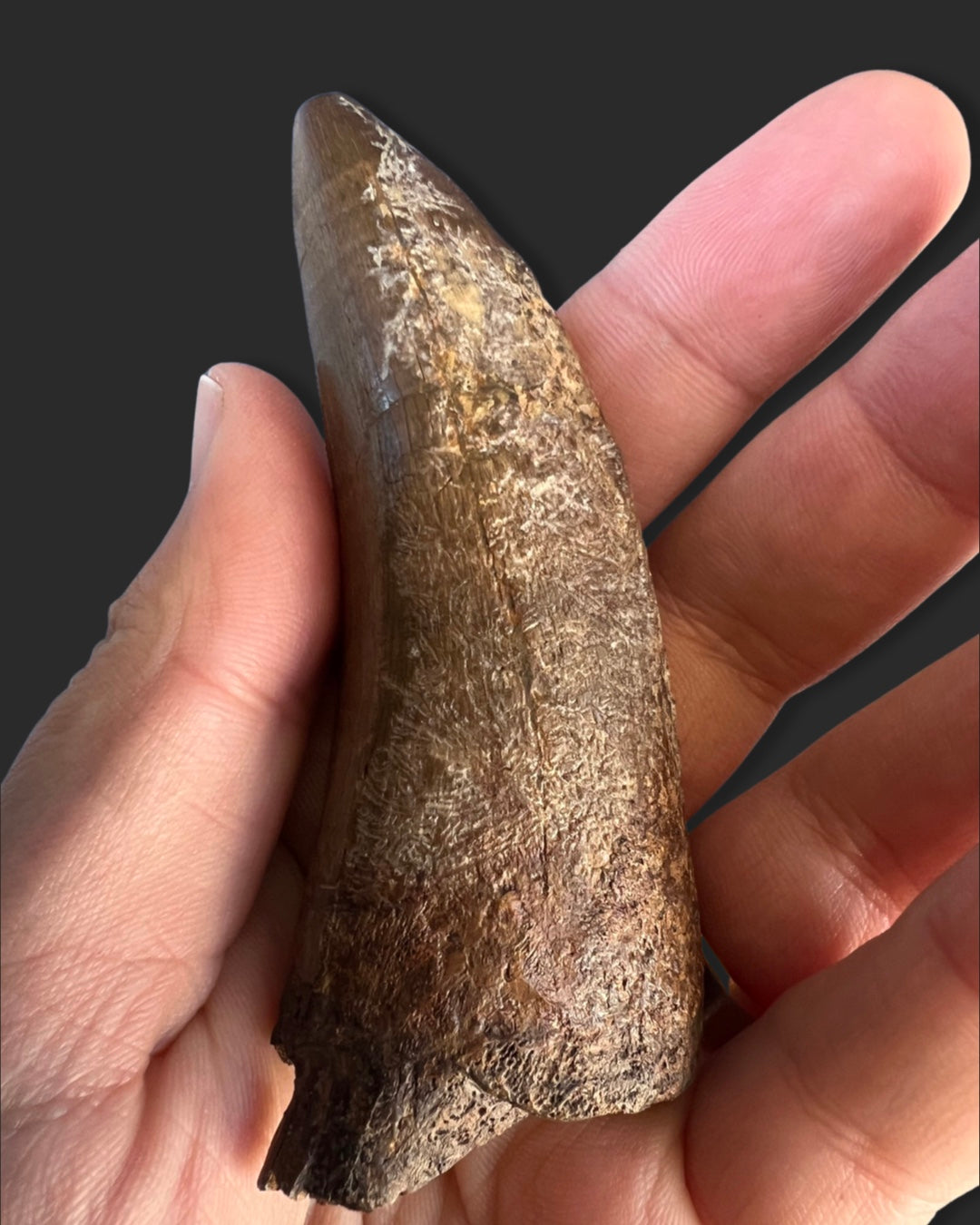 Large T. rex Tooth for Sale - 4.27 inches – Fossil Realm