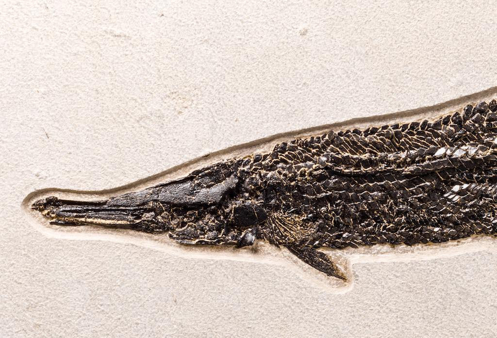 Fossil Gar Fish For Sale - Lepisosteus simplex - 28 Inches – Fossil Realm